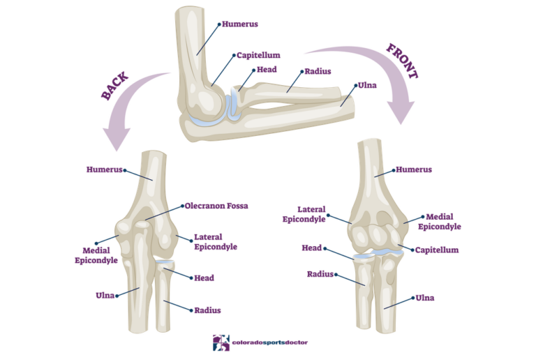 Elbow Anatomy, Injuries, and Treatment - Colorado Sports Doctor